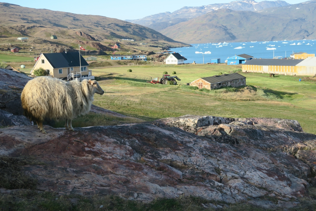 Agricultural hazard in Greenland – youth4planet
